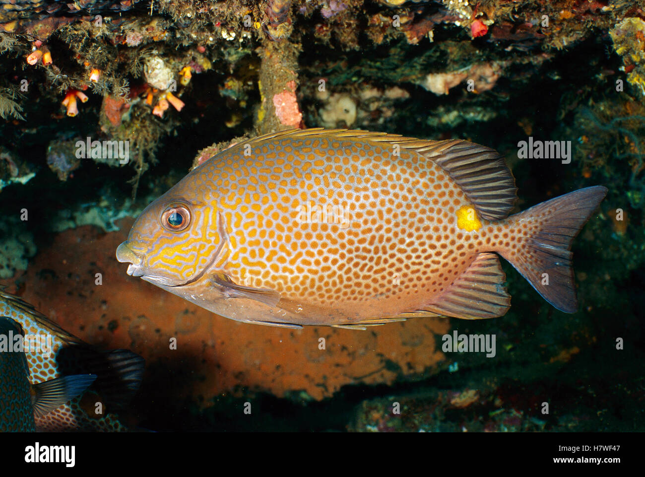 Deepbody Spinefoot (Siganus guttatus), Bali, Indonesia Stock Photo - Alamy
