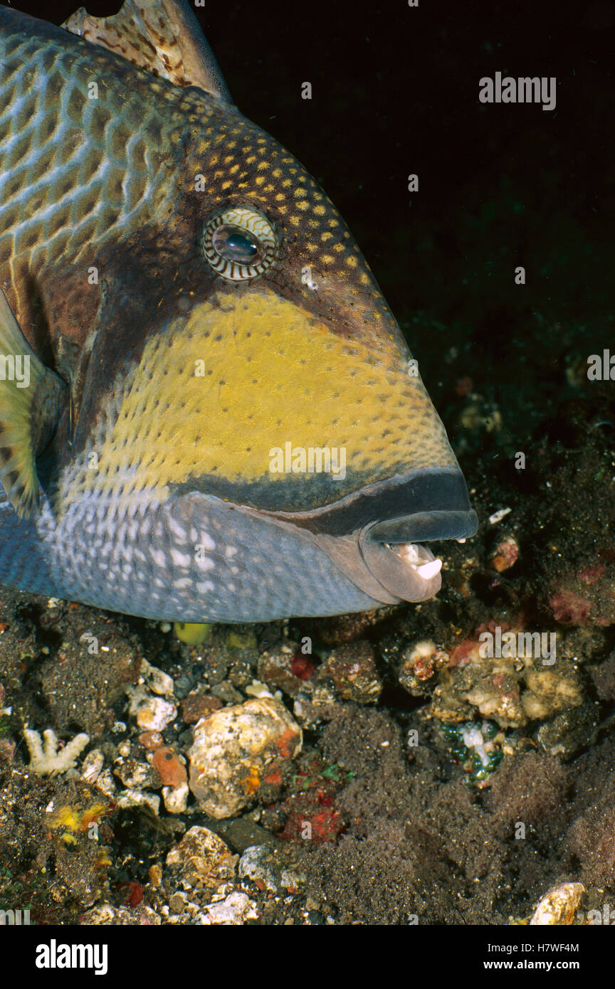 Titan Triggerfish (Balistoides viridescens) aerating clutch of eggs ...