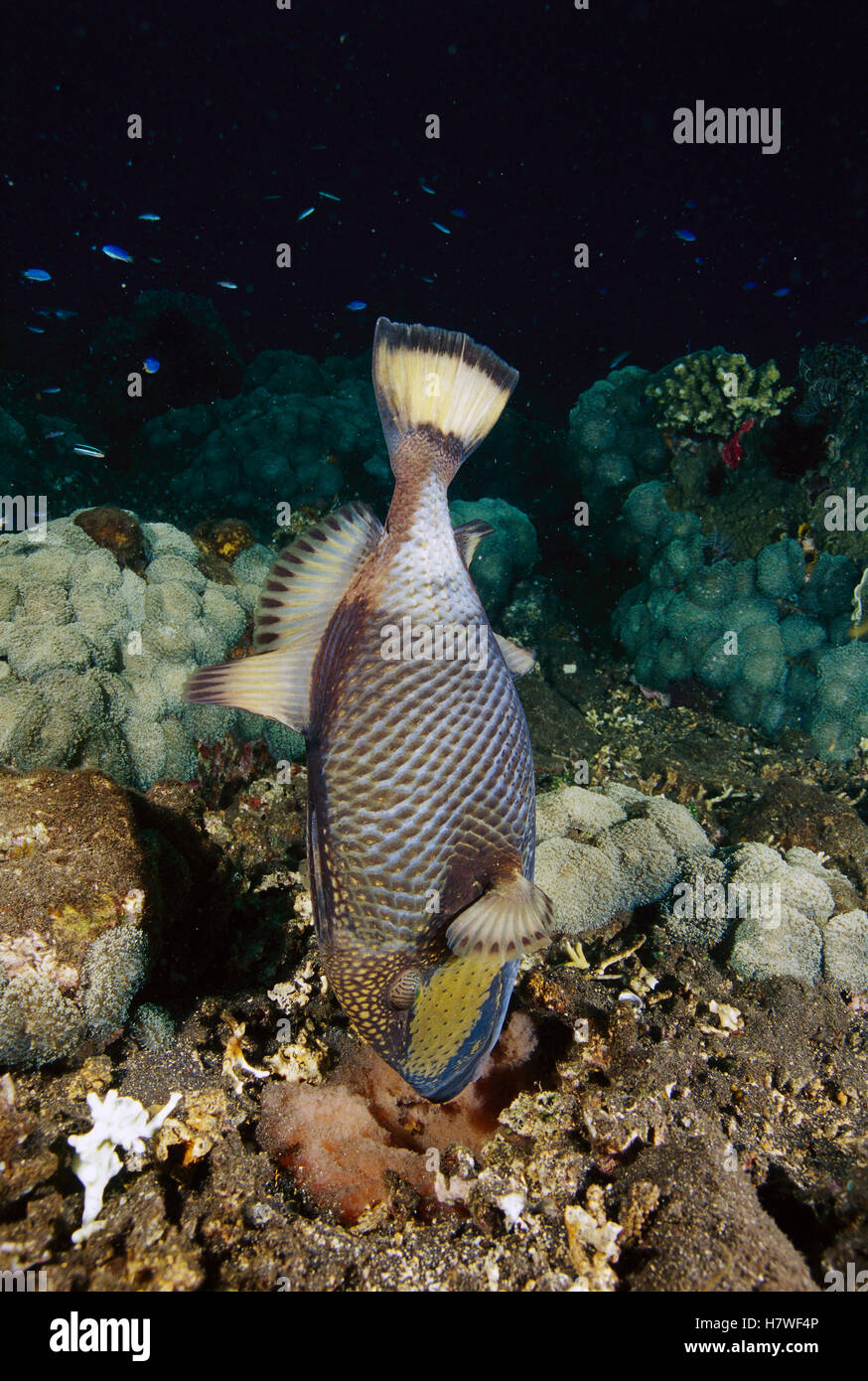 Titan Triggerfish (Balistoides viridescens) female blowing on her eggs ...