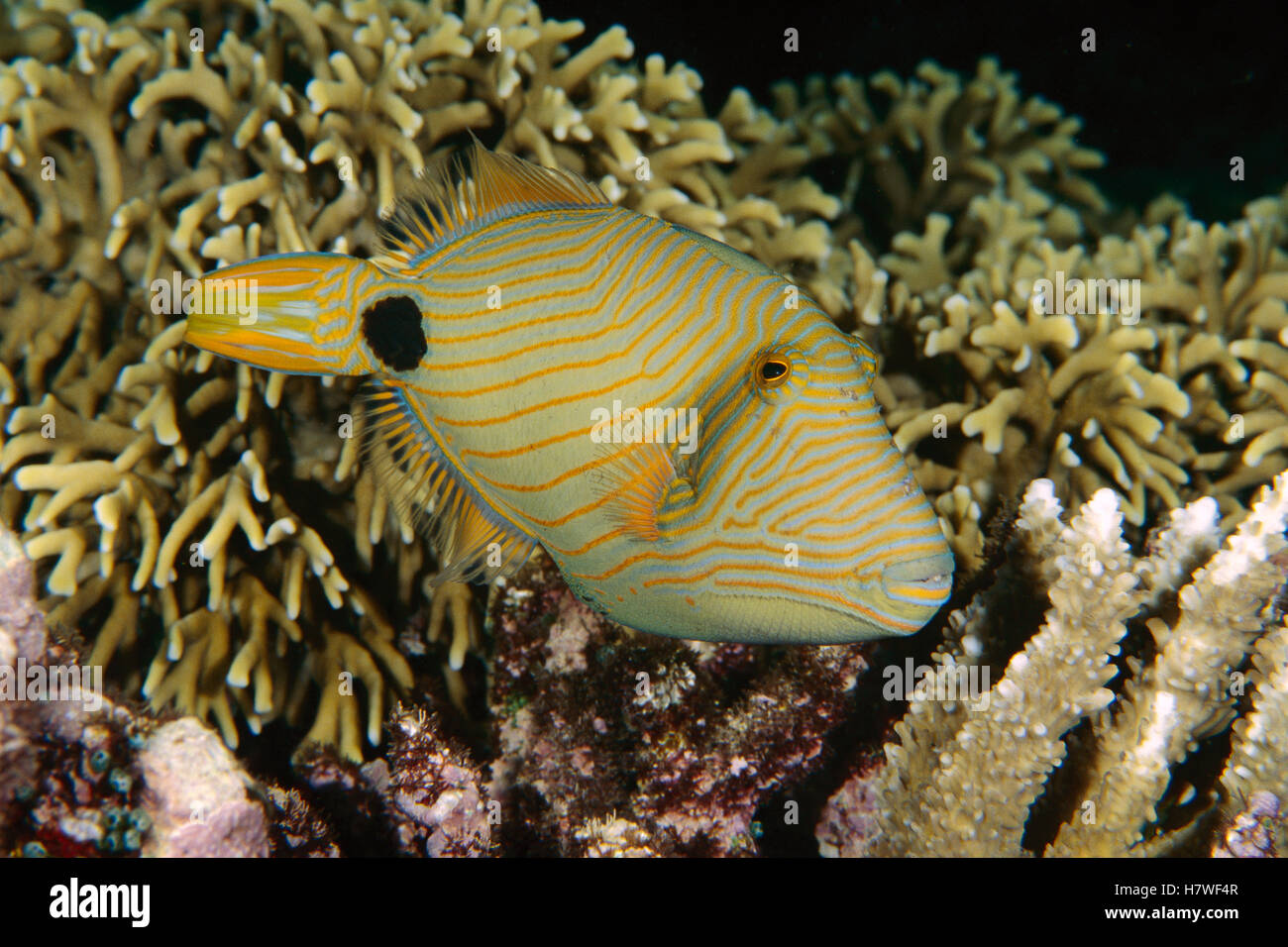 Orange-striped Triggerfish (Balistapus undulatus), Bali, Indonesia Stock Photo - Alamy