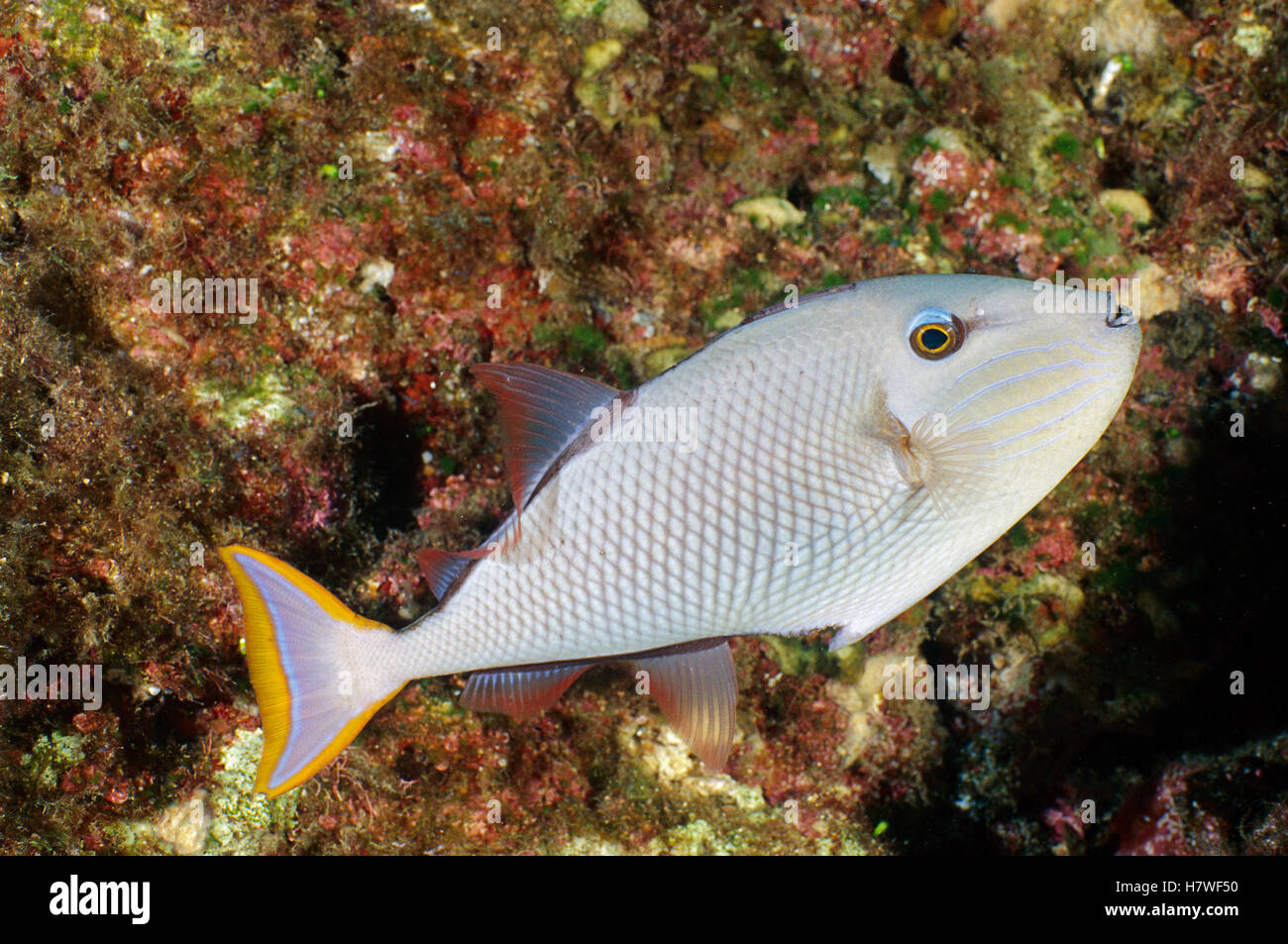 Crosshatch Triggerfish (Xanthichthys mento), Socorro Island, Mexico ...