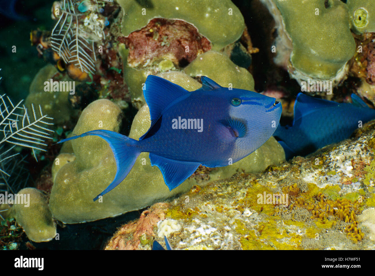 Redtoothed Filefish (Odonus niger), Bali, Indonesia Stock Photo - Alamy