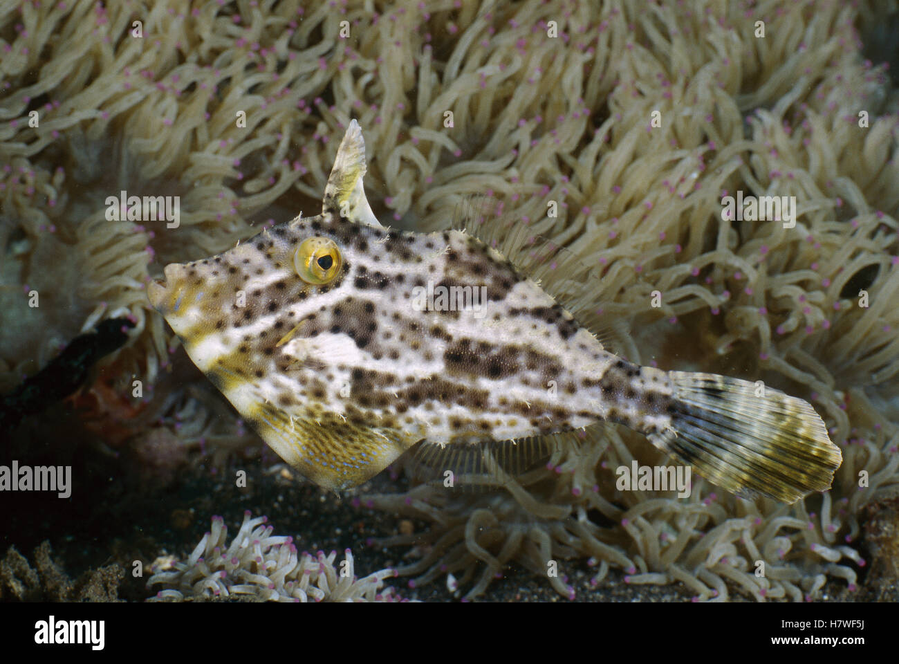 Strap-weed Filefish (Pseudomonacanthus macrurus) amid anemone tentacles ...