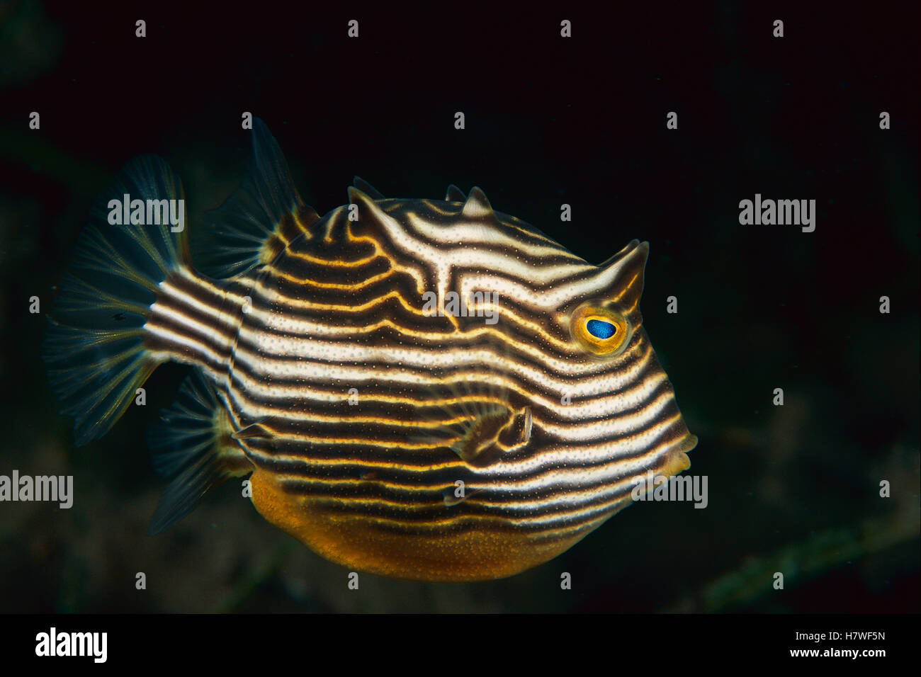 Ornate Cowfish (Aracana ornata) female, Edithburg, Australia Stock ...