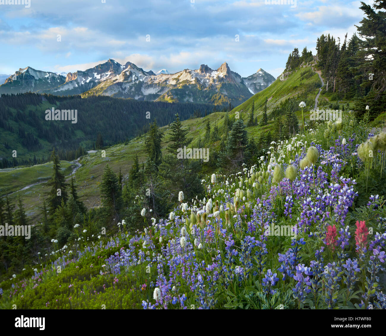 Wildflowers and Tatoosh Range, Mount Rainier National Park, Washington ...