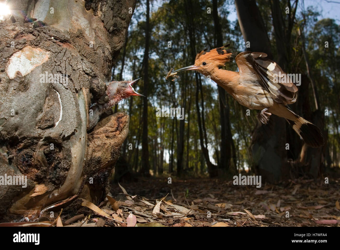 Eurasian Hoopoe (Upupa epops) feeding young in nest cavity while flying, Seville, Spain Stock ...