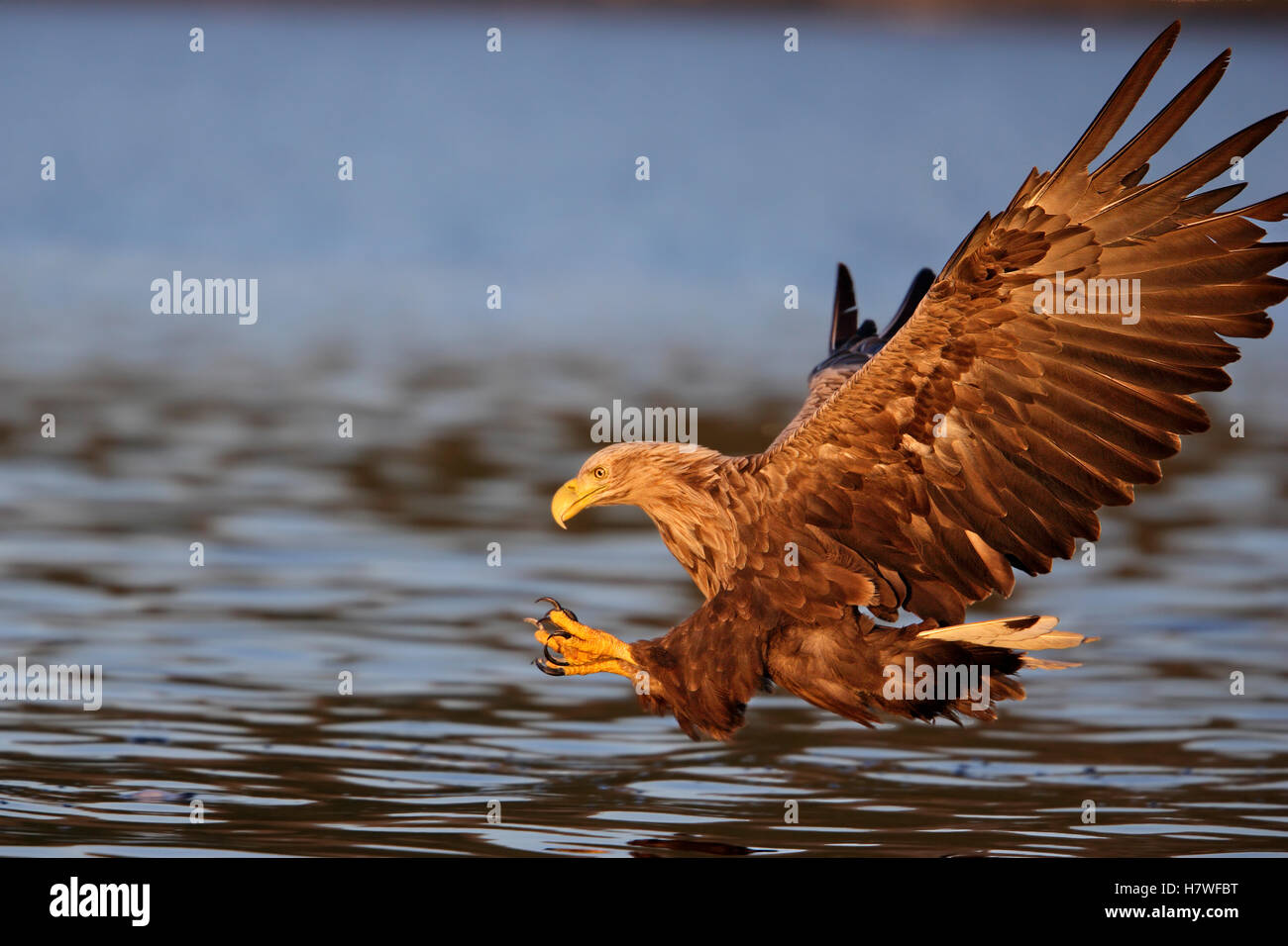 White-tailed Eagle (Haliaeetus albicilla) striking for fish, Norway Stock Photo - Alamy
