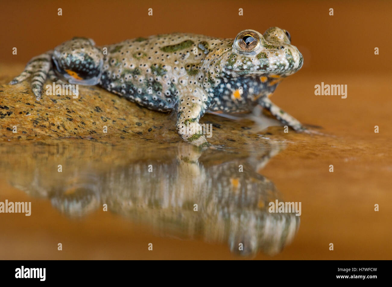 European Fire-bellied Toad (Bombina bombina), Hungary Stock Photo - Alamy