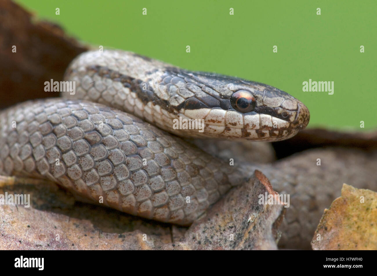Smooth Snake (Coronella austriaca) juvenile hiding below bark, Allier ...