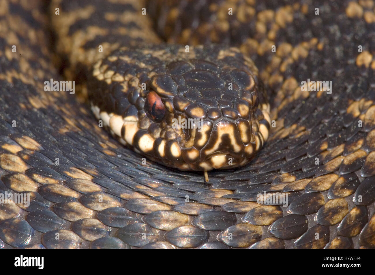 Common European Adder (Vipera berus) portrait, Dwingeloo, Netherlands ...