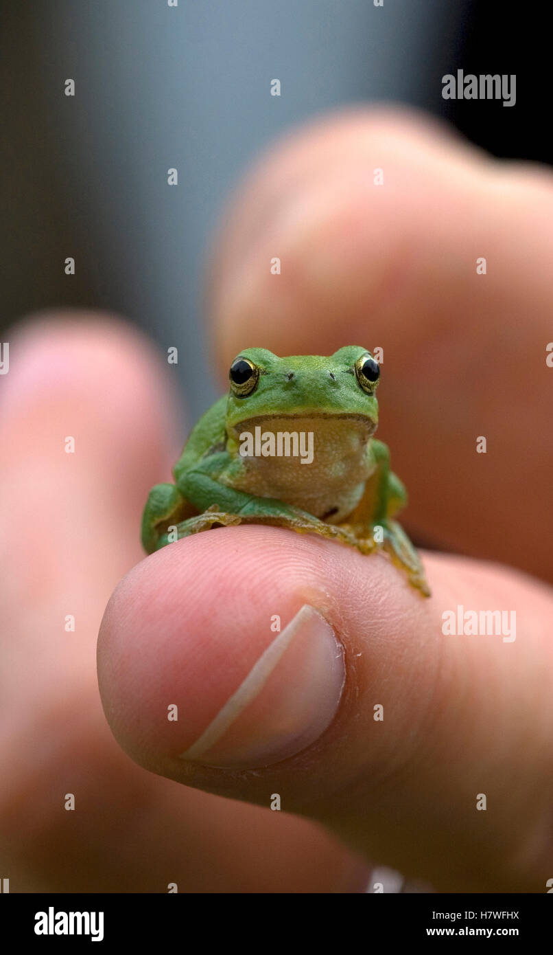 European Tree Frog (Hyla arborea) sitting on finger, Allier, France ...