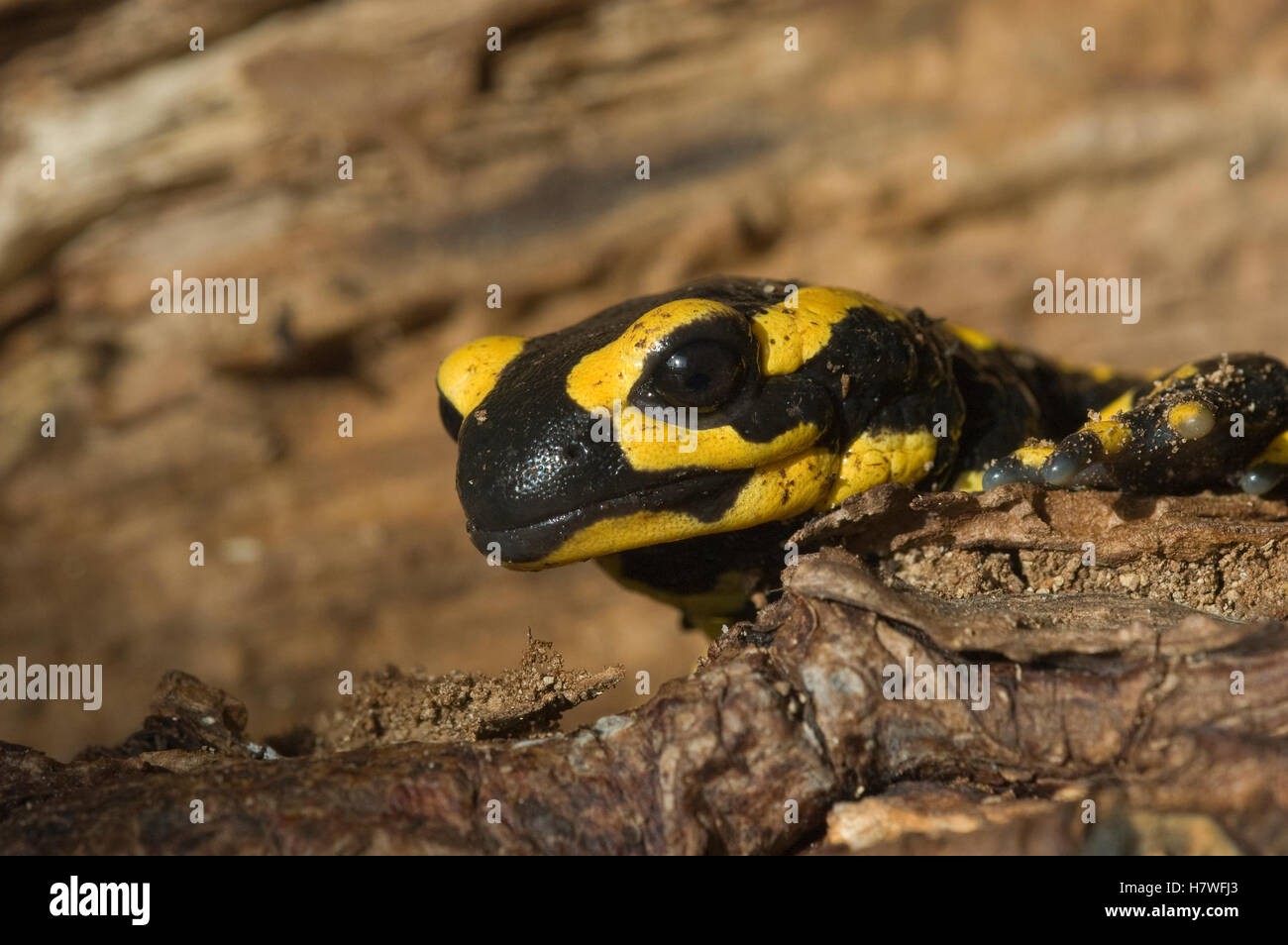 Fire Salamander (Salamandra salamandra) portrait, Allier, France Stock ...