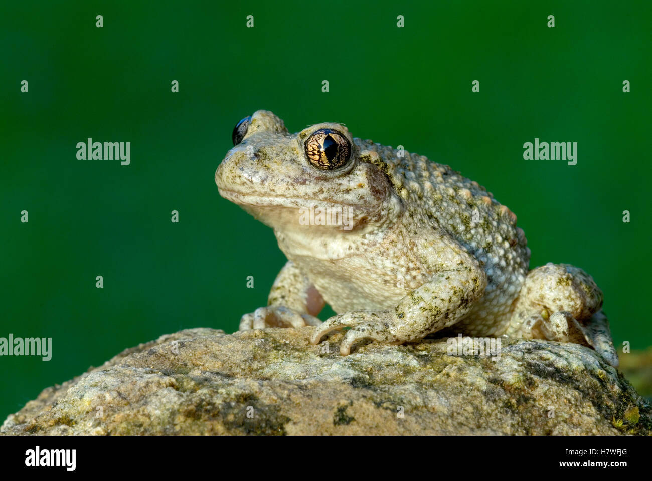 Midwife Toad (Alytes obstetricans), France Stock Photo - Alamy