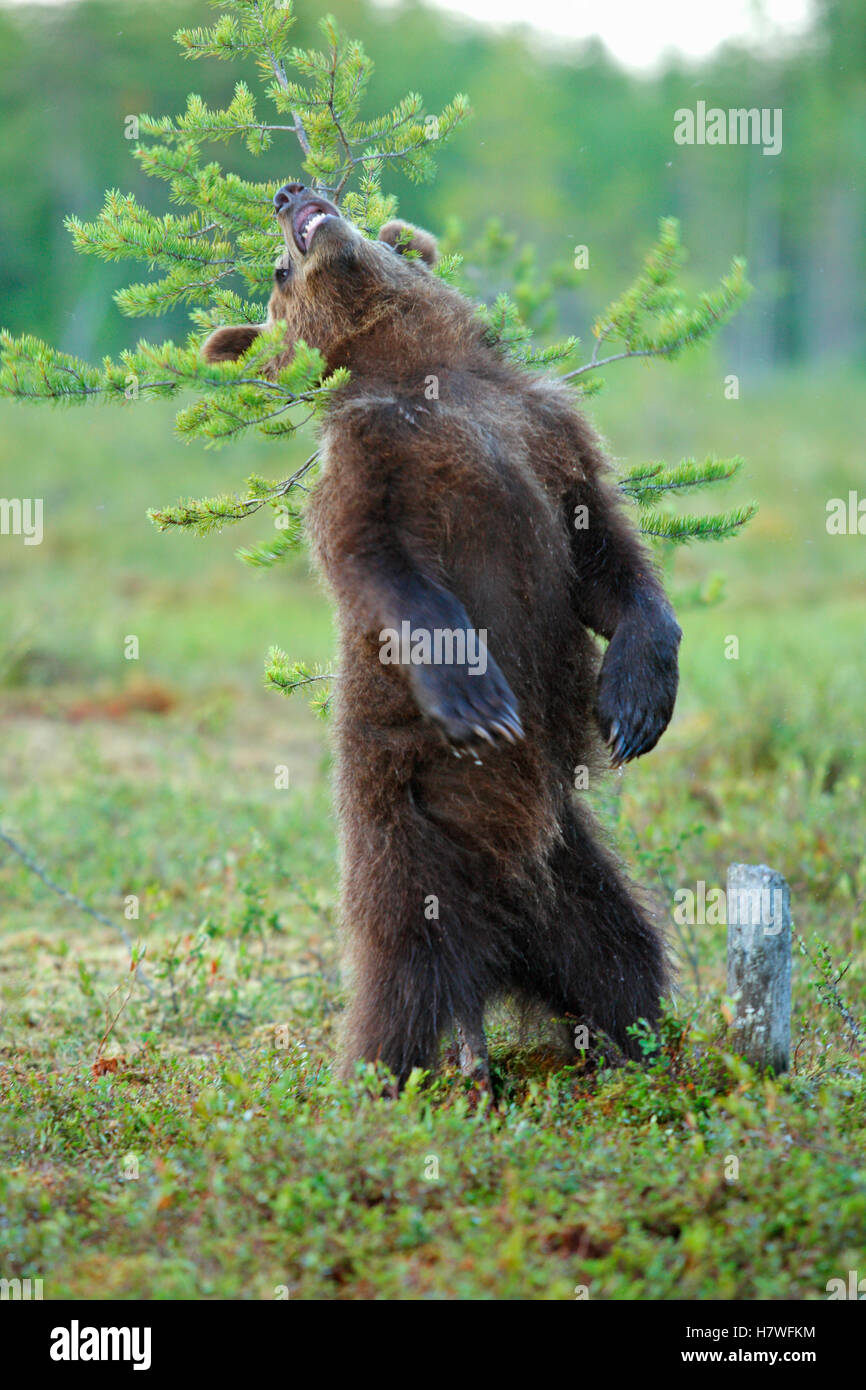 Brown bear standing against tree High Resolution Stock Photography and ...