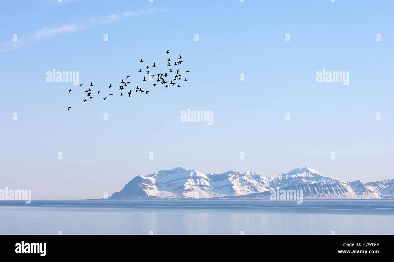 Little Auk (Alle alle) flock flying over the fjord, Svalbard, Norway ...