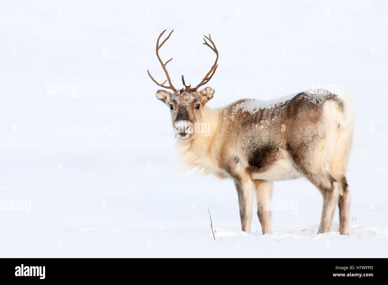 Caribou (Rangifer tarandus) in the snow, Abisko, Sweden Stock Photo - Alamy