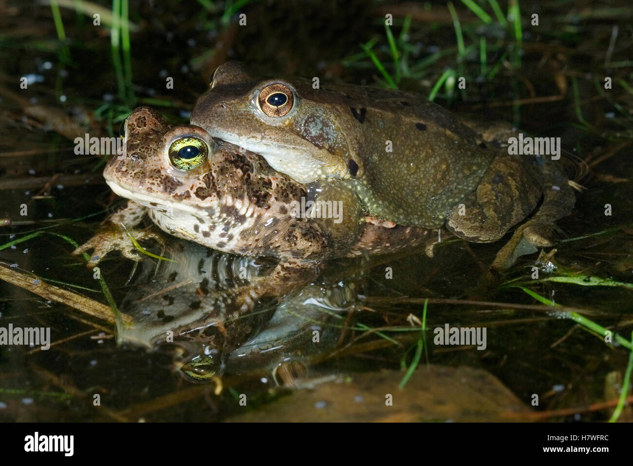 Common Frog (Rana temporaria) and Natterjack Toad (Epidalea calamita ...