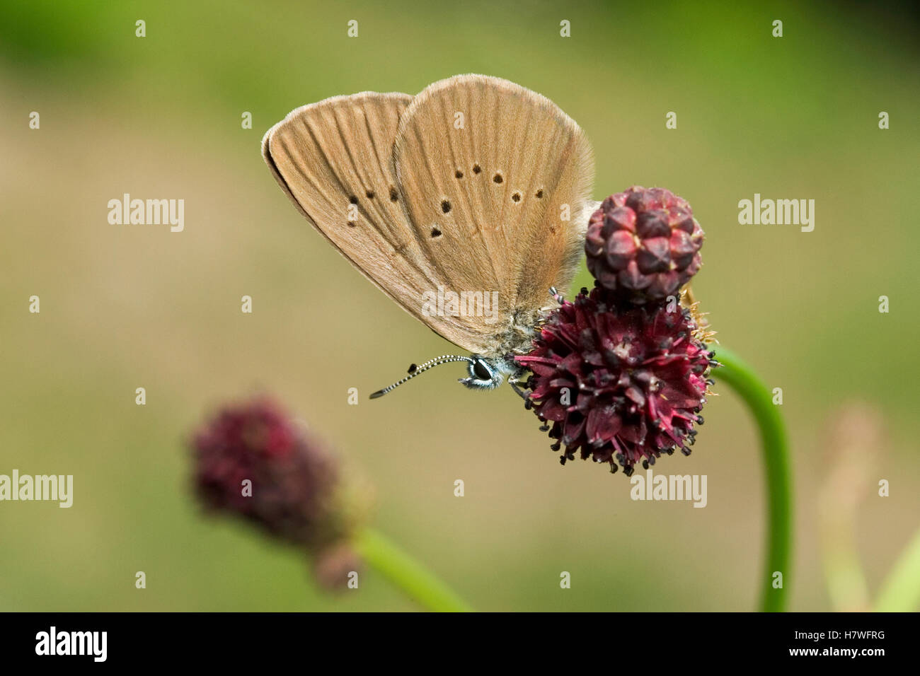 Dusky Large Blue Butterfly (Maculinea nausithous), Netherlands Stock ...