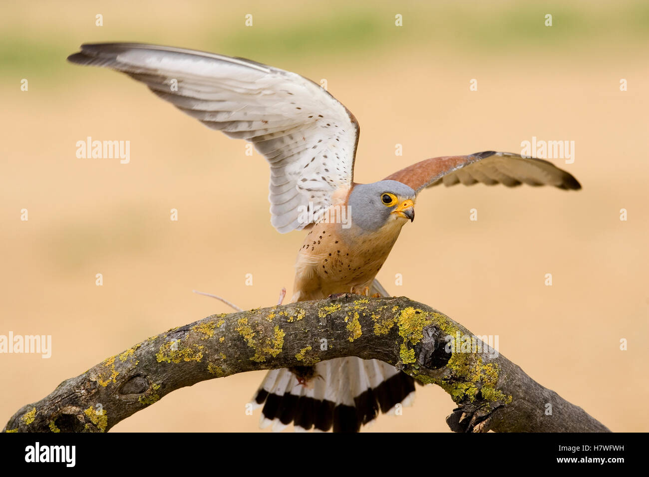 Lesser Kestrel (Falco naumanni) male landing on branch, Seville, Spain ...