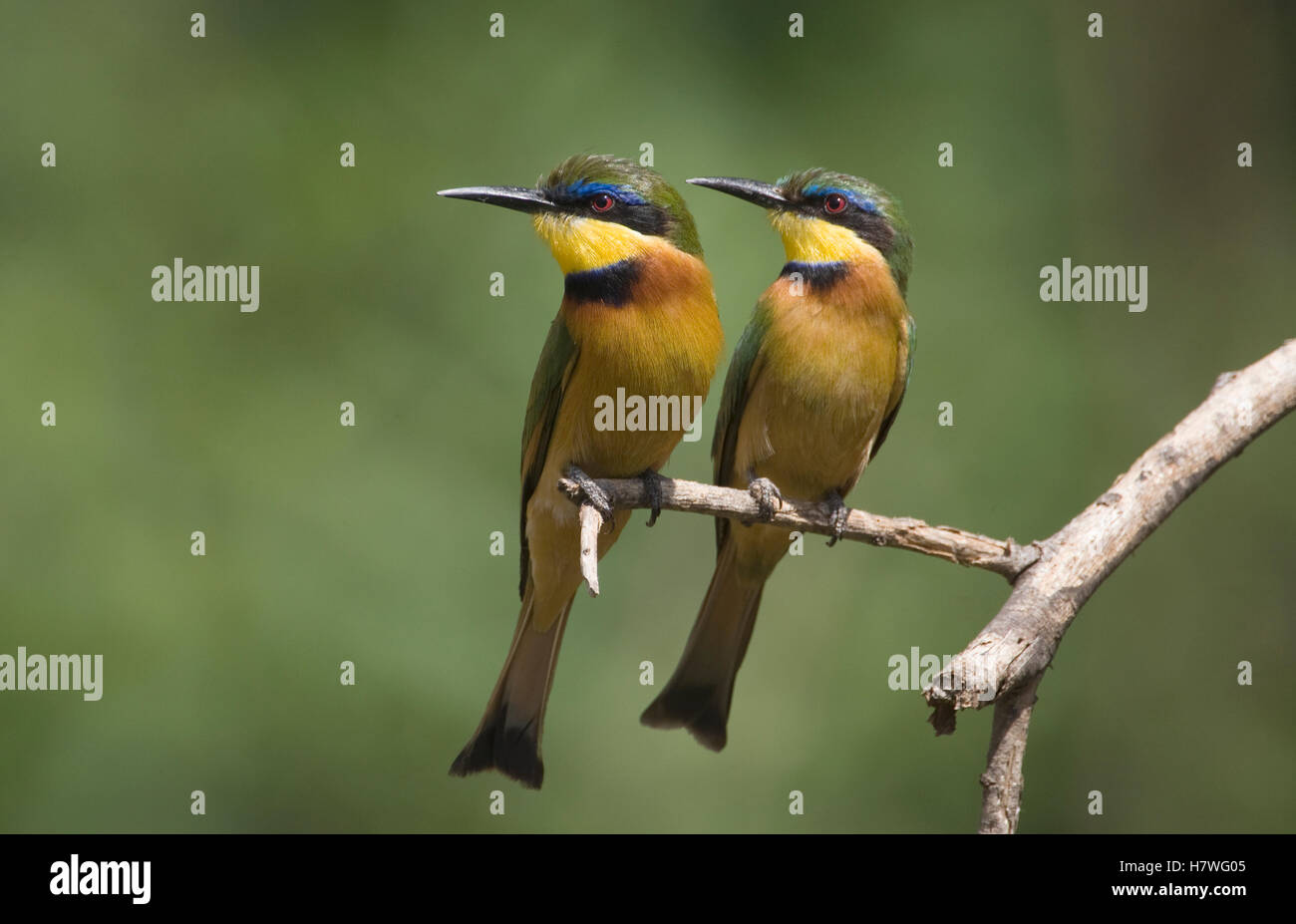Little Bee-eater (Merops pusillus) pair, Kenya Stock Photo - Alamy