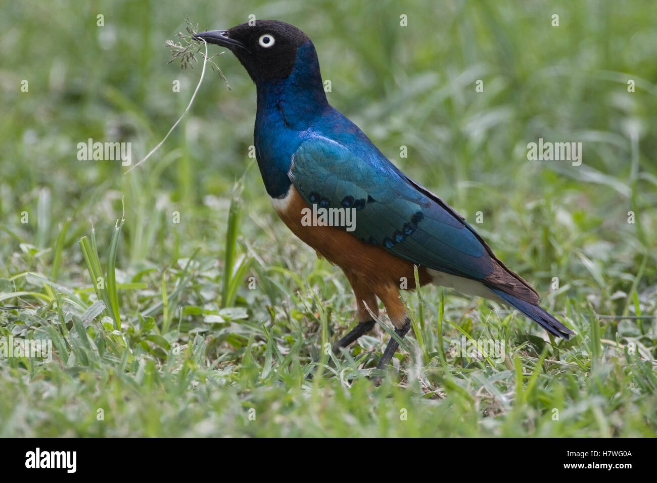 Superb Starling (Lamprotornis superbus) collecting nesting material ...