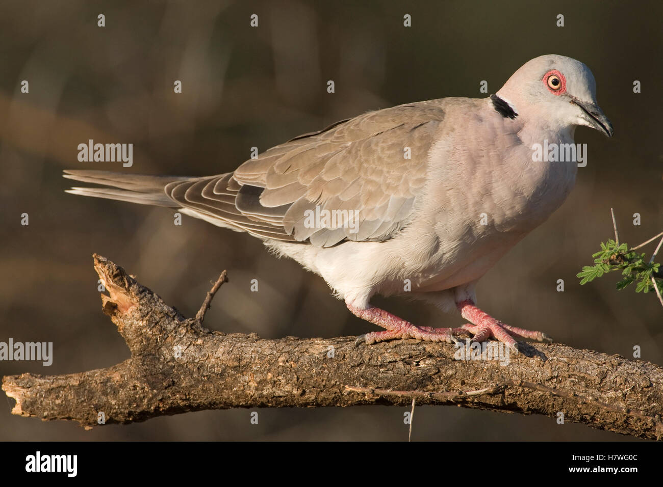 Ring-necked Dove (Streptopelia capicola), Kenya Stock Photo - Alamy