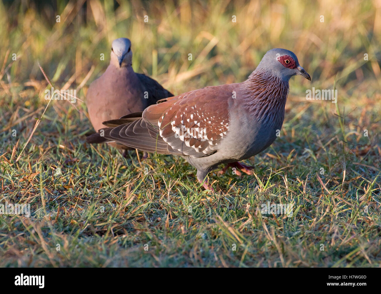 Speckled Pigeon (Columba guinea) pair, Kenya Stock Photo - Alamy
