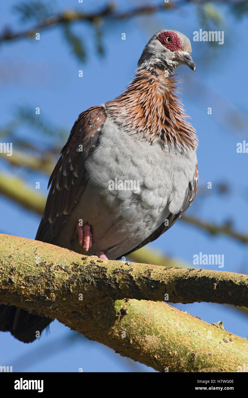 Speckled Pigeon (Columba guinea) on branch, Kenya Stock Photo - Alamy