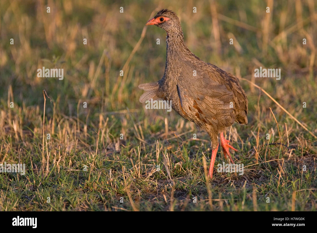 Red-necked Spurfowl (Francolinus afer) walking in grass, Kenya Stock Photo - Alamy