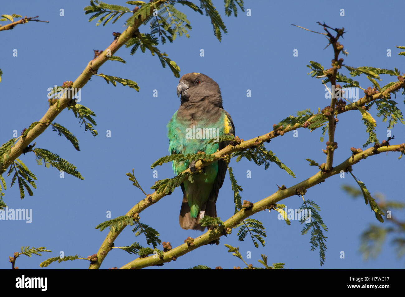 Meyer's Parrot (Poicephalus meyeri) in tree, Kenya Stock Photo - Alamy