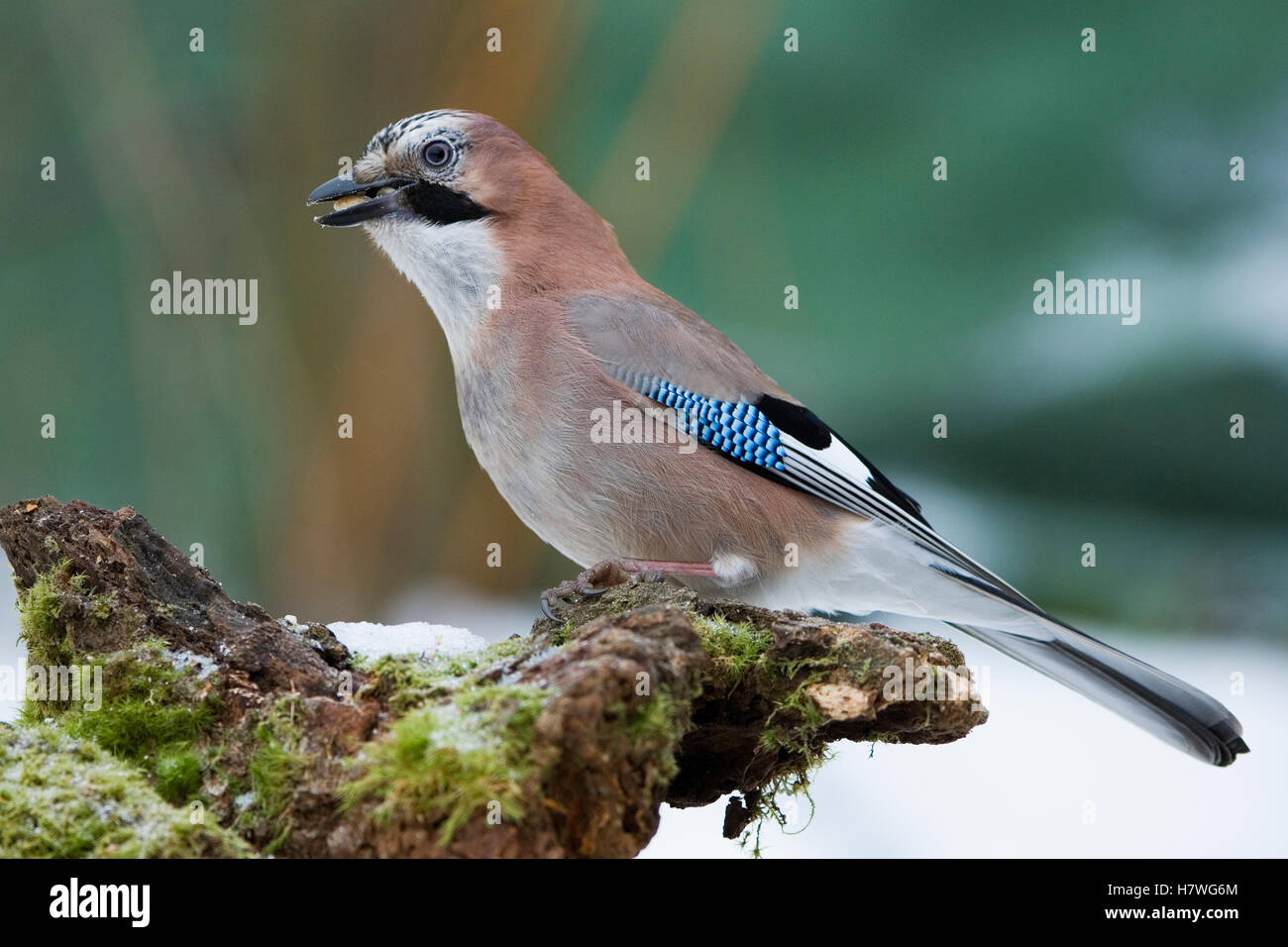 Eurasian Jay (Garrulus glandarius) eating seed, Neuhaus im Solling ...