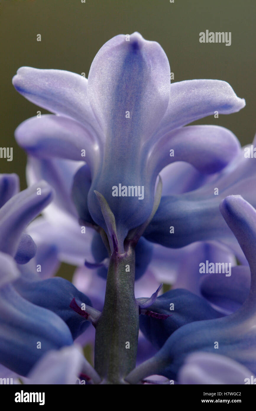 Hyacinth (Hyacinthus sp) flowers, Hoogeloon, Netherlands Stock Photo ...