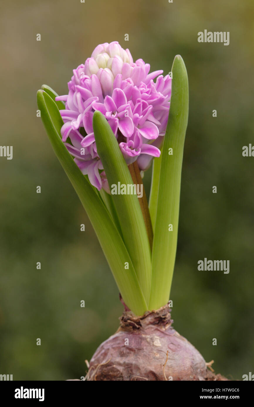 Hyacinth (Hyacinthus sp) bulb blooming, Hoogeloon, Netherlands Stock ...