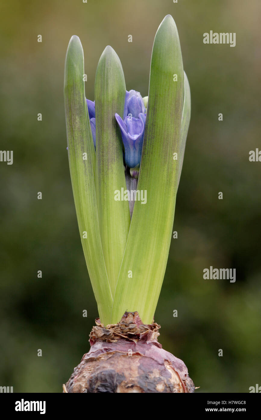 Hyacinth (Hyacinthus sp) bulb blooming, Hoogeloon, Netherlands Stock ...