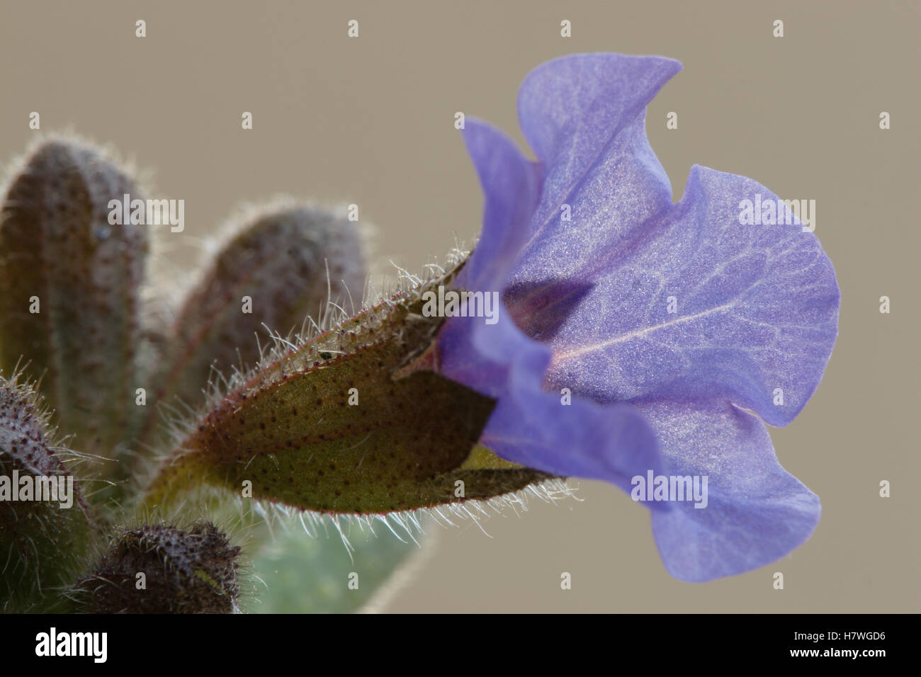 Common Lungwort (Pulmonaria officinalis) flower, Hoogeloon, Netherlands ...