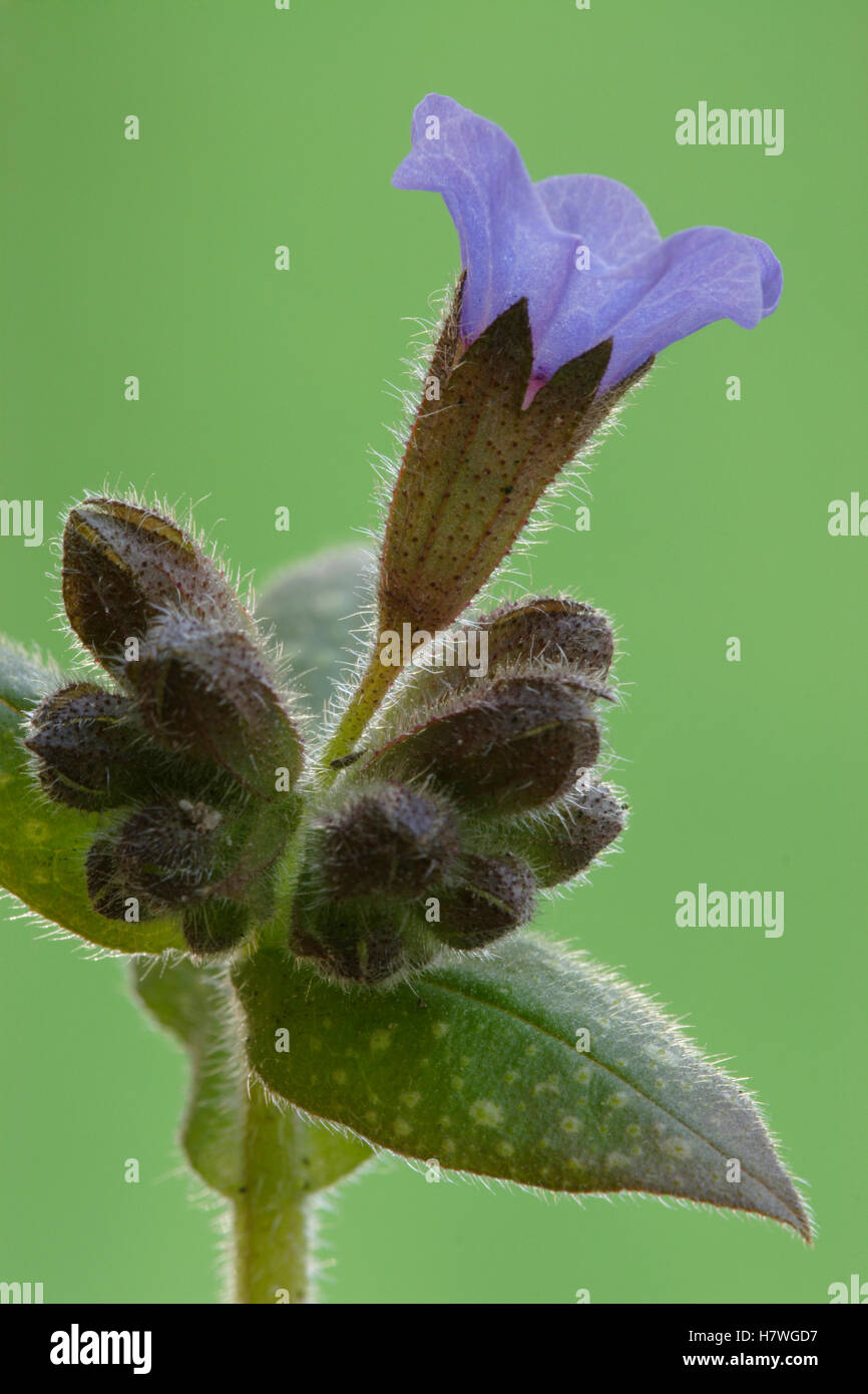 Common Lungwort (Pulmonaria officinalis) flower, Hoogeloon, Netherlands ...