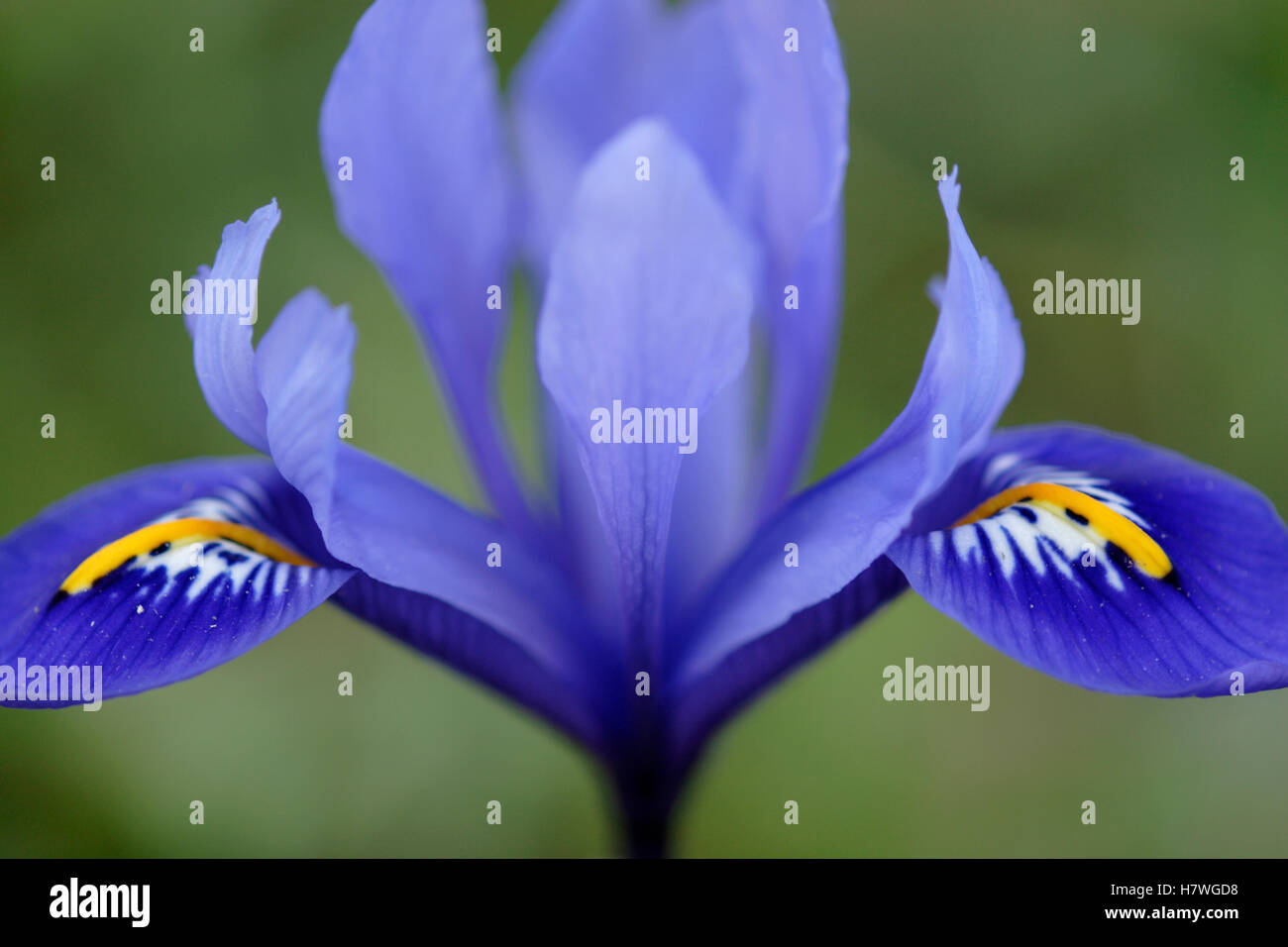 Dwarf Beardless Iris (Iris reticulata), Hoogeloon, Netherlands Stock ...