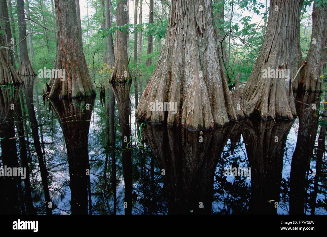 Bald Cypress (Taxodium distichum) and Tupelo (Nyssa aquatica) forest in ...