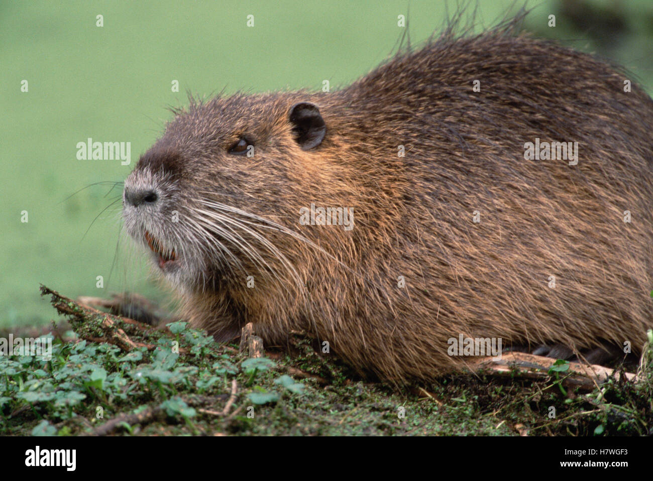 Nutria (Myocastor coypus) emerging from swamp, Lake Martin, Louisiana ...