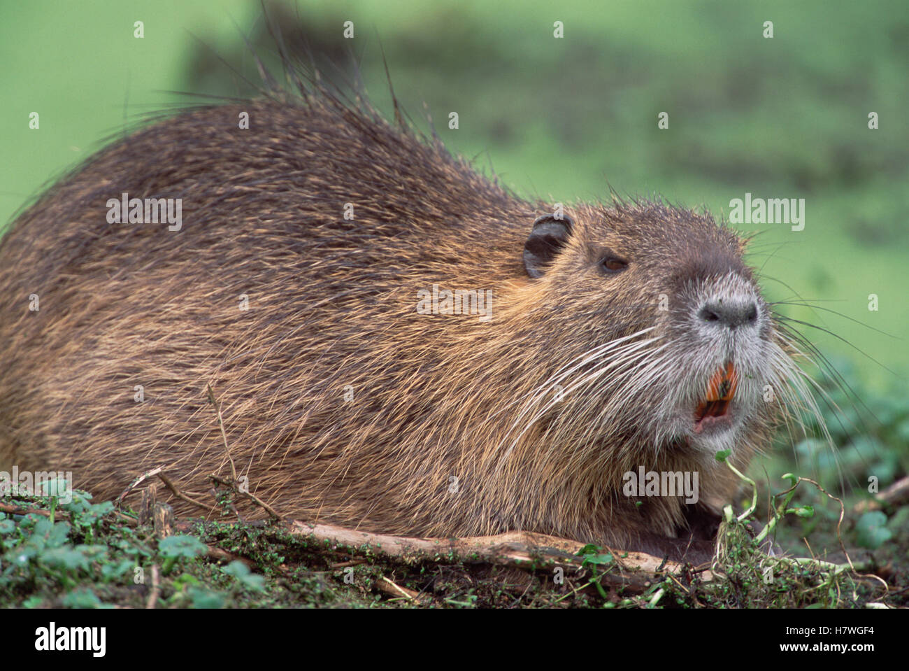 Nutria (Myocastor coypus) emerging from swamp, Lake Martin, Louisiana ...