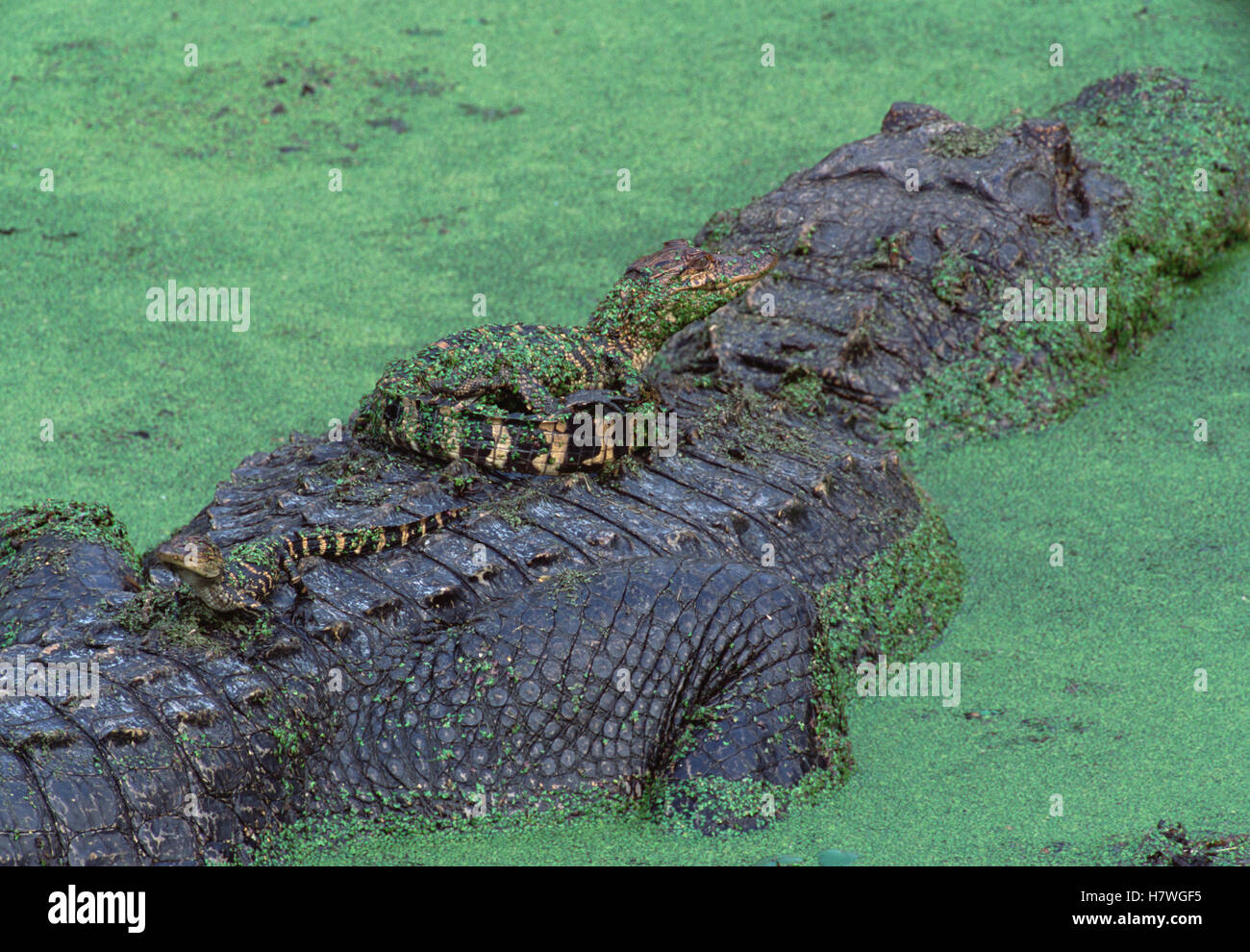 American Alligator (Alligator mississippiensis) mother with offspring ...