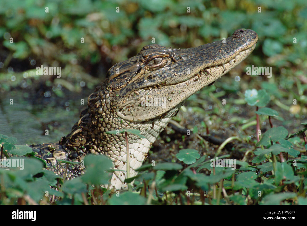 American Alligator (Alligator mississippiensis) adolescent emerging ...
