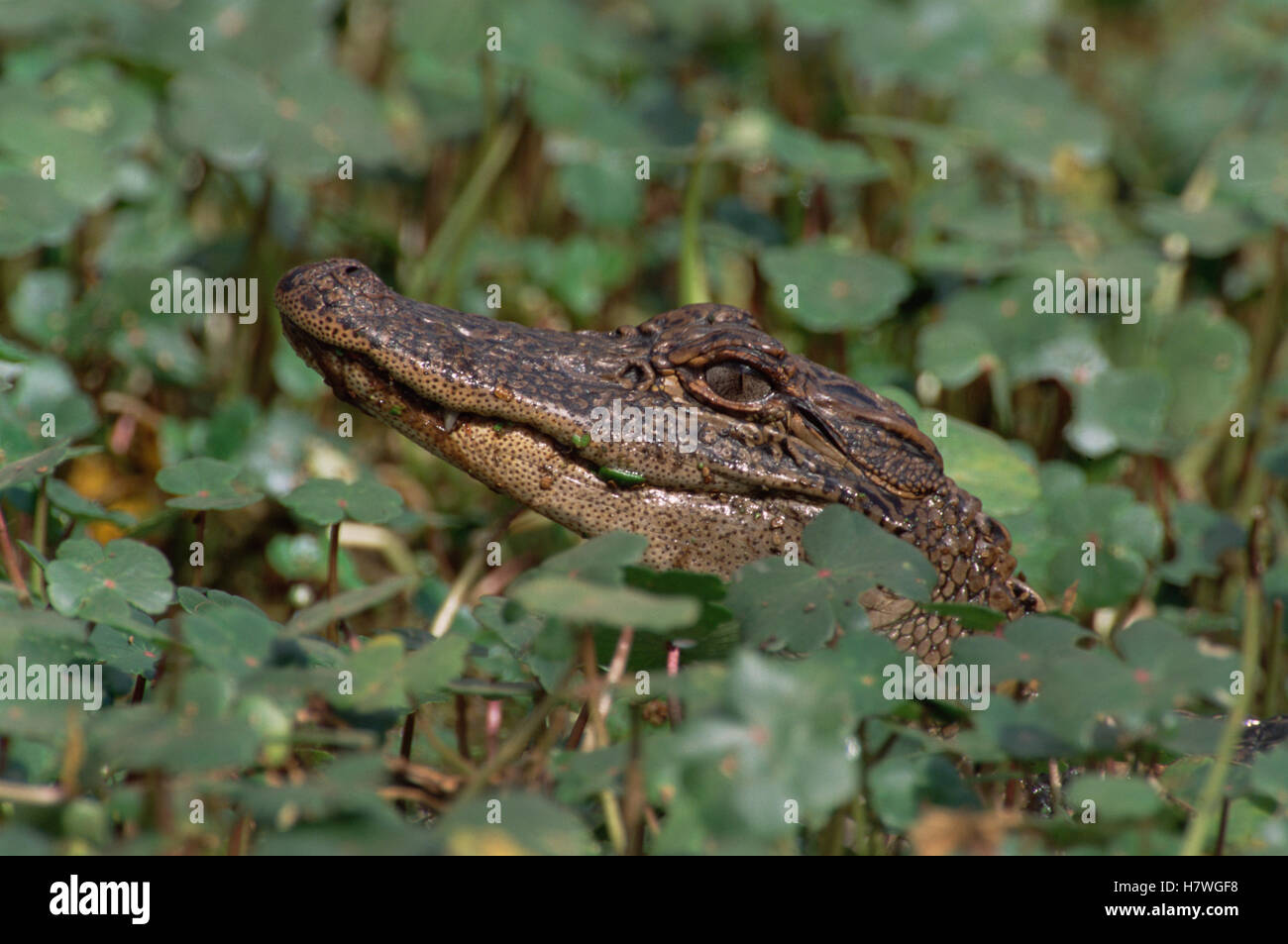 American Alligator (Alligator mississippiensis) adolescent emerging ...