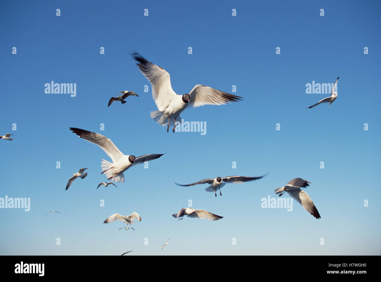 Laughing Gull (Leucophaeus atricilla) flock flying over Atlantic Ocean ...