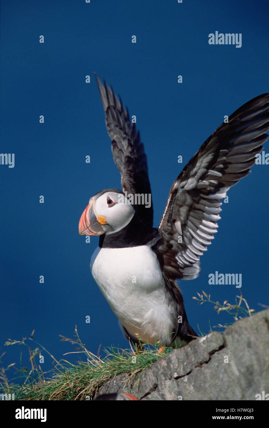 Atlantic Puffin (Fratercula arctica) portrait of adult flapping wings ...