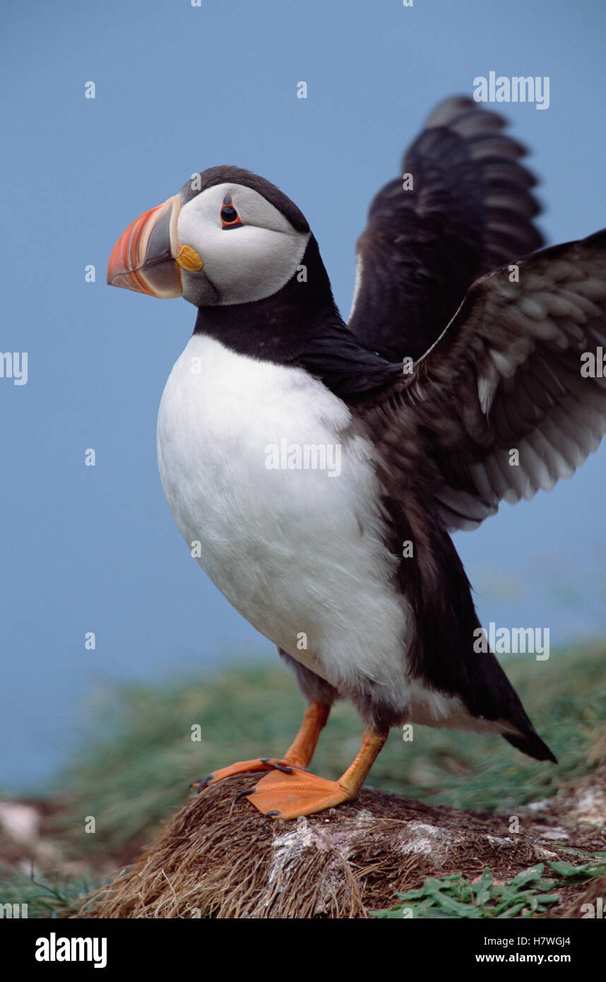 Atlantic Puffin (Fratercula arctica) close-up portrait of adult ...