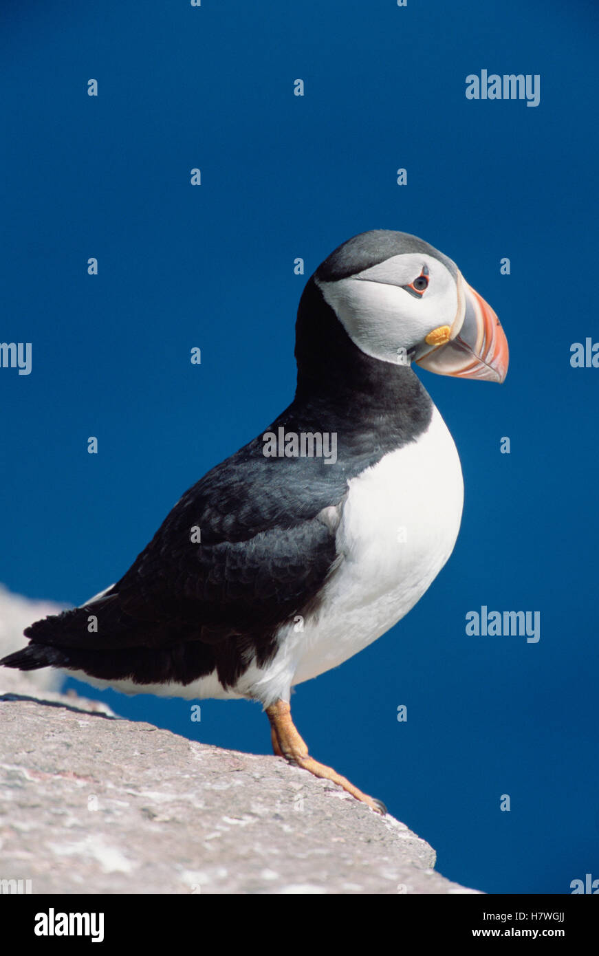 Atlantic Puffin (Fratercula arctica) portrait of adult in bright ...