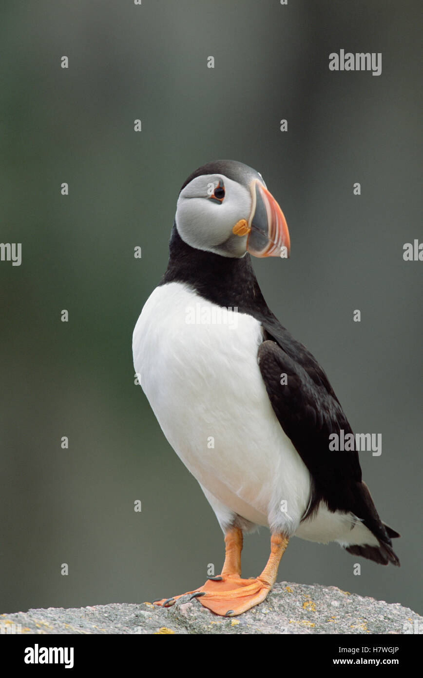 Atlantic Puffin (Fratercula arctica) portrait of adult in bright ...