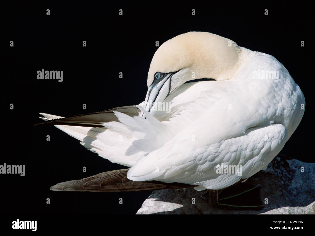 Northern Gannet (Morus bassanus) side view, portrait of adult preening ...