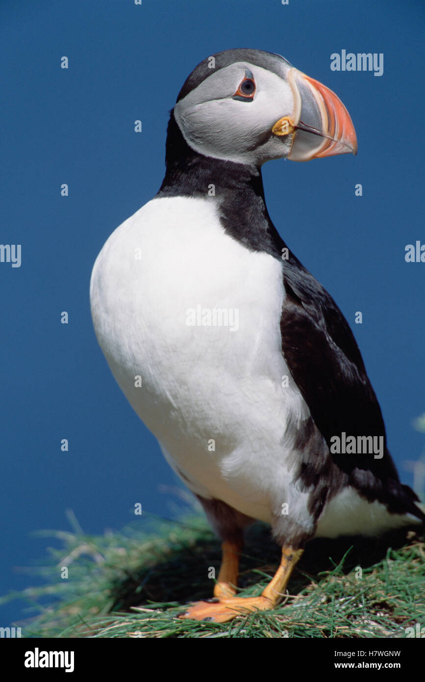 Atlantic Puffin (Fratercula arctica) portrait of adult in bright ...
